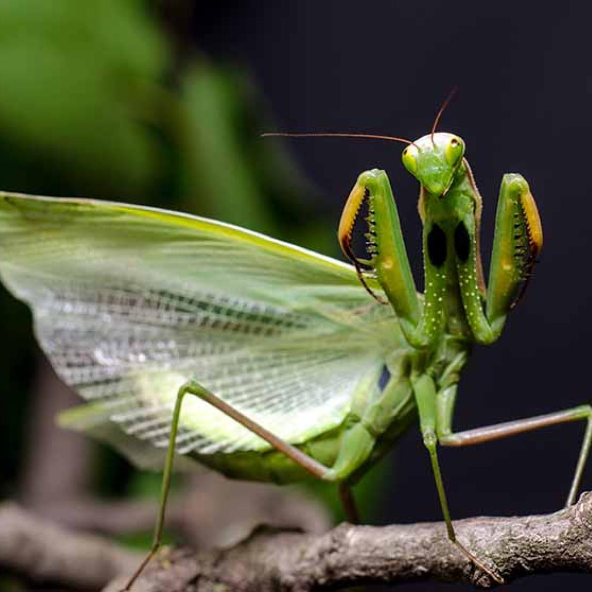 BLOG | Mantis, l’enquête sur un nouveau type de cybermenace | Klee Group